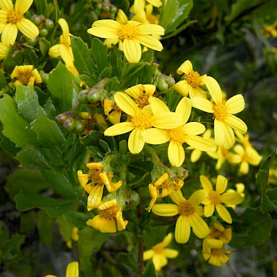 Weedbusters • Working together to protect Aotearoa New Zealand