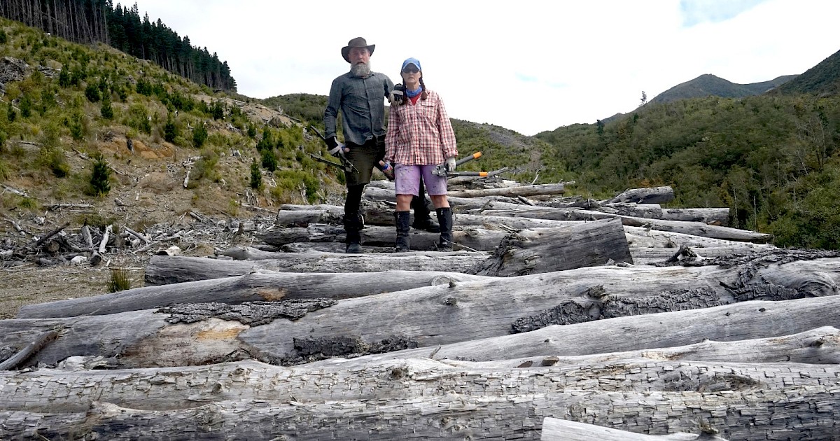 Palmy’s Pine Pulling Posse proud of progress • Weedbusters