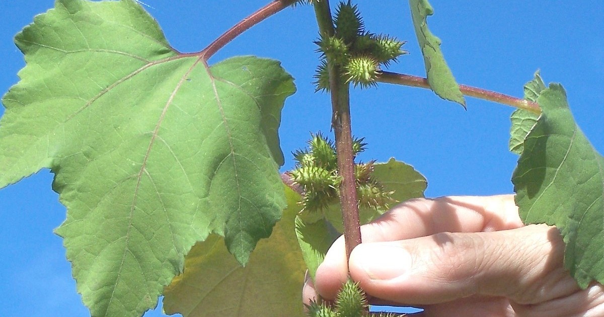 Controlling Agricultural Weeds • Weedbusters